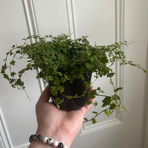 RS Ariel African Violet Live Plant, Young Starter in a 4 Pot Plant ...