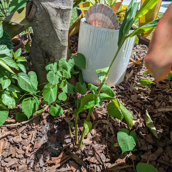 Bruce Canistel Seedling - Egg Fruit - Pouteria Campechiana - Zapote ...