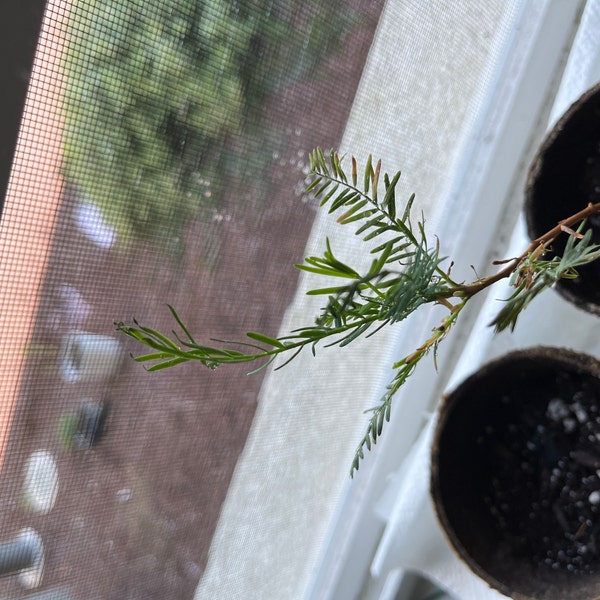 Guajillo (berlandier Acacia), Native Texas Tree Seeds and Seedlings ...