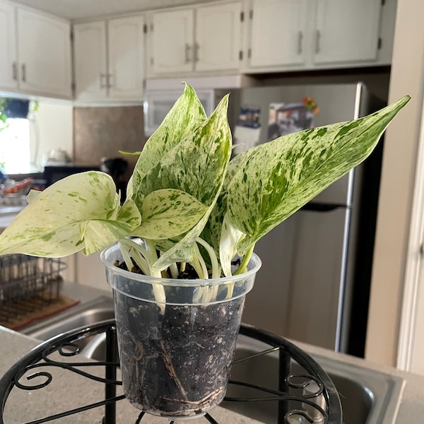 Albo Pothos Epipremnum Pinnatum Albo Variegated 4.5 Pot Rare Plant - Etsy