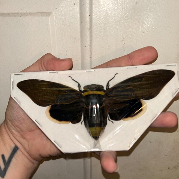 25, 50, 100 A Grade Real Butterfly Wings, Wings for Crafts, Laminated ...