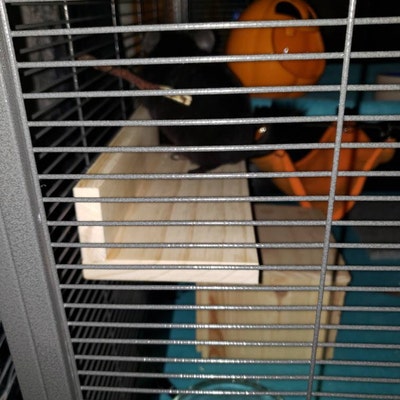 Wooden Ledges With Guards Poop Guards/ Scatter Guards-free SHIPPING - Etsy