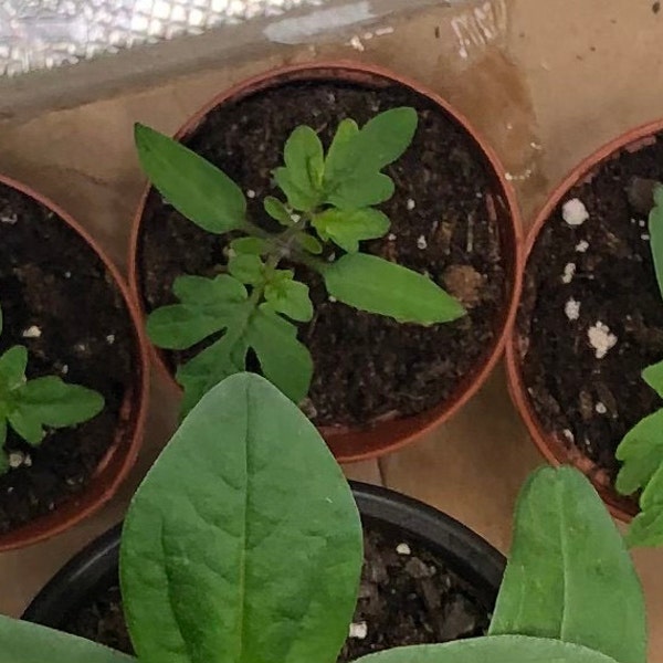 Micro-tom Tomato Seeds | Organic - Etsy