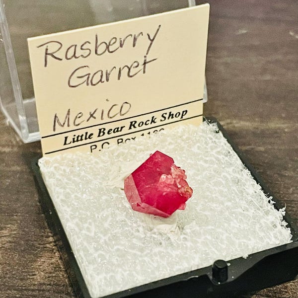 Grasshopper ? Larva - Nematode Worm Parasite - Fossil Plate - Etsy