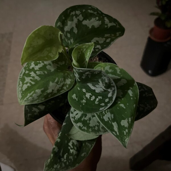 Scindapsus Silver Anne - Satin Pothos - Live Plant in 4" Pot - Etsy