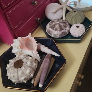 Sanibel Island Florida Fighting Conch Sanibel Shell Craft - Etsy