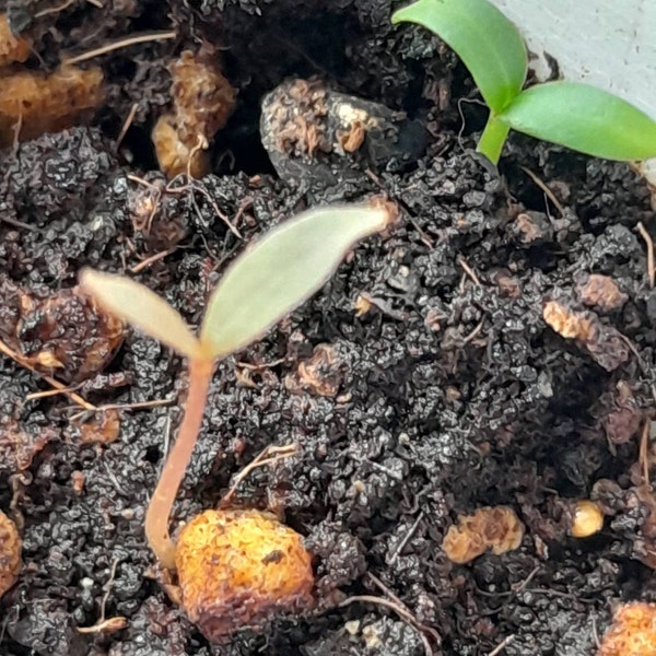 Bottle Tree Seeds - Elephants Foot Ponytail Palm Seeds - Nolina ...