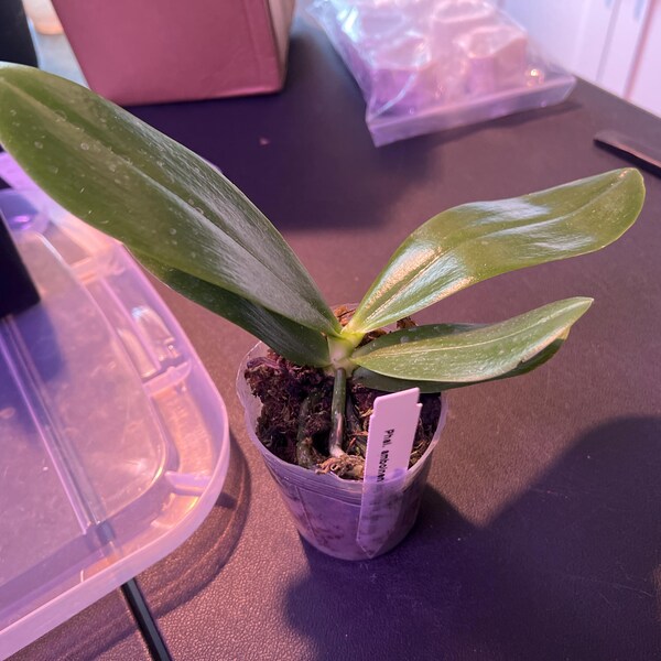 Rlc. Sung Ya Green 'mailman' (2.5” Pot) - Etsy