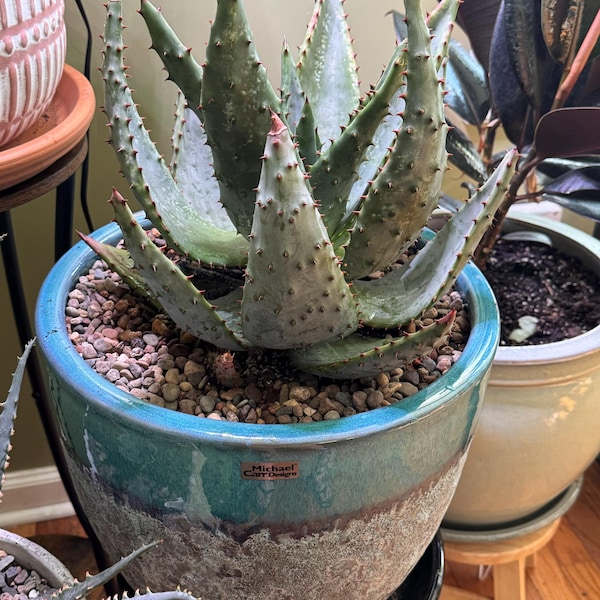 Specimen 5g Aloe Esculenta,rarely Seen Aloe of Angola. Gorgeous ...