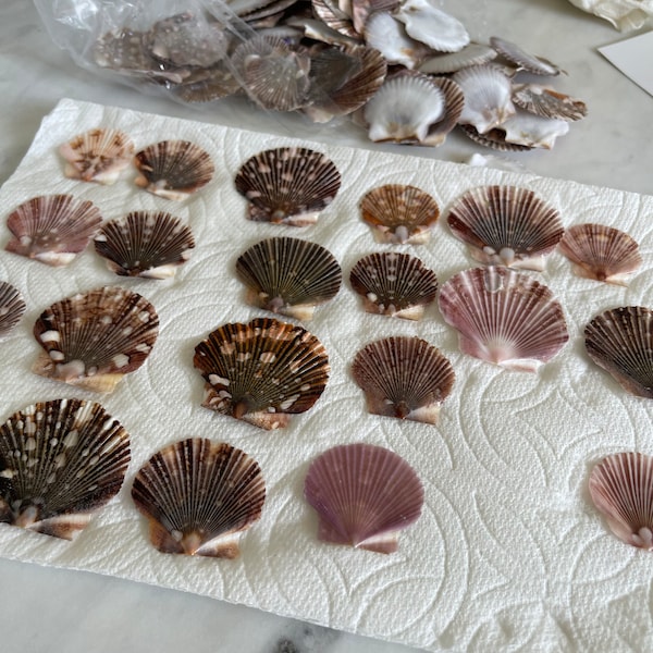 Baby Flat Seashells 1-2" YOU PICK QUANTITY Speckled Scallops Craft ...