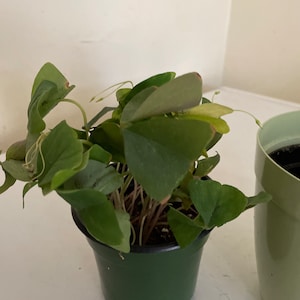 Hydrocotyle Vulgaris Copper Coin Plant Chinese Coin Plant - Etsy