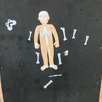 Human Anatomy SVG, Human Anatomy Cut Files, Skeleton Cut File, Home ...