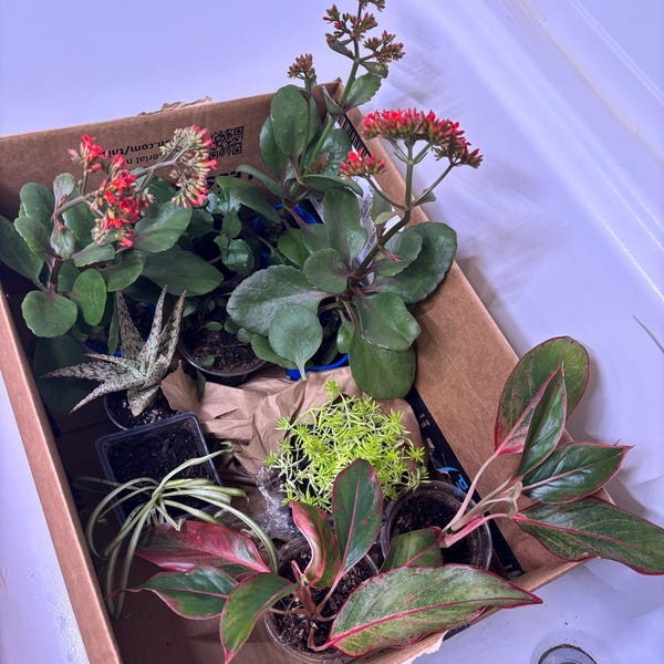 Aztec Sweet Herb Live Plant (phyla Dulcis/lippia Dulcis/yerba Dulce ...