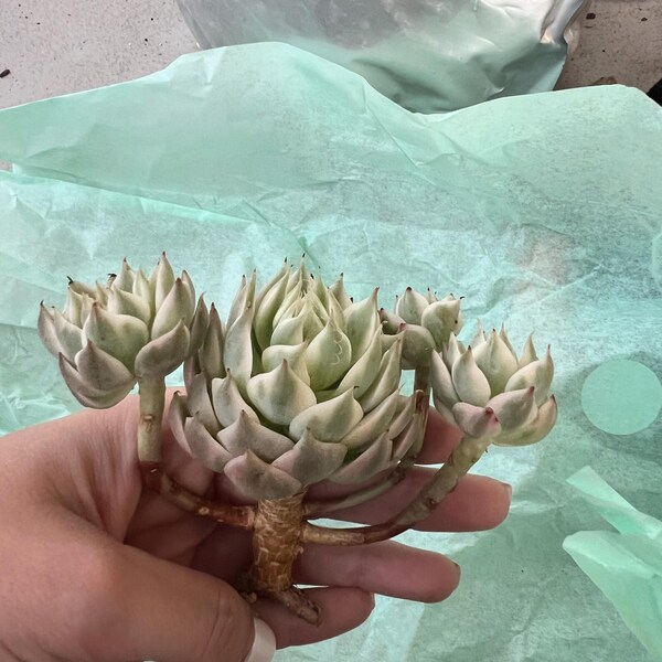 Haworthia Picta Metallic Red - Etsy