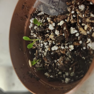Applemint Seeds mentha Suaveolens Apple Mint Woolly Mint Pineapple Mint ...