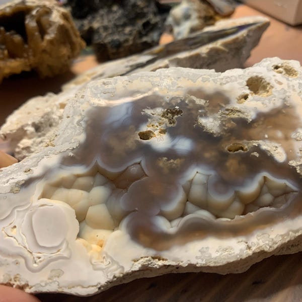 Fossil Agatized Coral Rare Color Geode Cut & Polished - Etsy