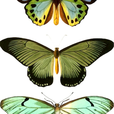 Gold Sacred Geometry Clipart, Universe Geometric Designs in PNG Format With Gold Foil Textures ...