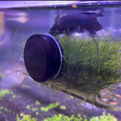 Sensitive Plant or Neptunia Aquatica Floating Aquatic Pond Plant pack ...