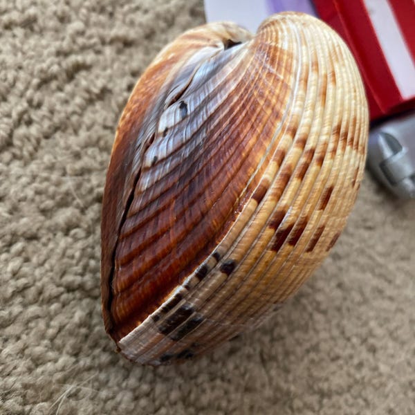 25 Calico Clam Shells / Seashells - Etsy