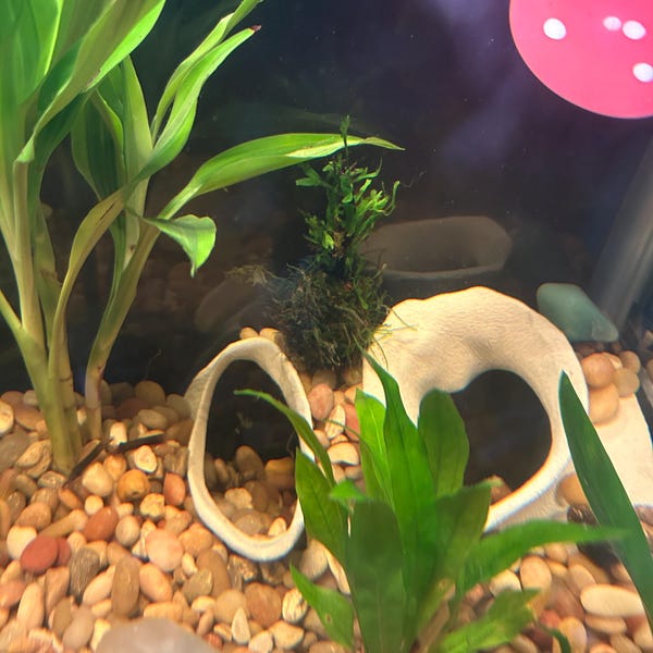 Corner Aquarium Terrarium Cave Hideout – Decorative Shelter for Fish ...