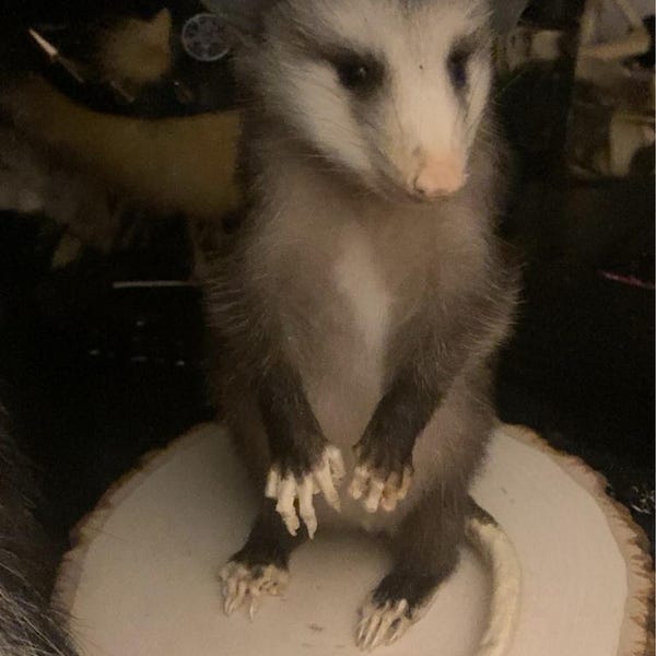 Taxidermy, a Pair, of X - X Mating Stoat or Long-tailed Weasels ...