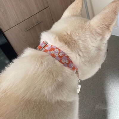 Orange and White Checkered Dog Collar, Martingale or Flat Collar, Dog ...