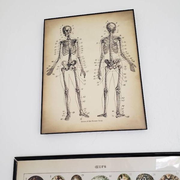 Human Anatomy Print, Skeleton Poster, Bones, Medical Wall Art, Doctor ...