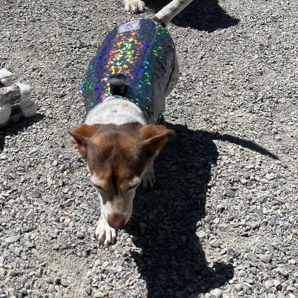 The Hawk Star Pet Protection Vest - Etsy