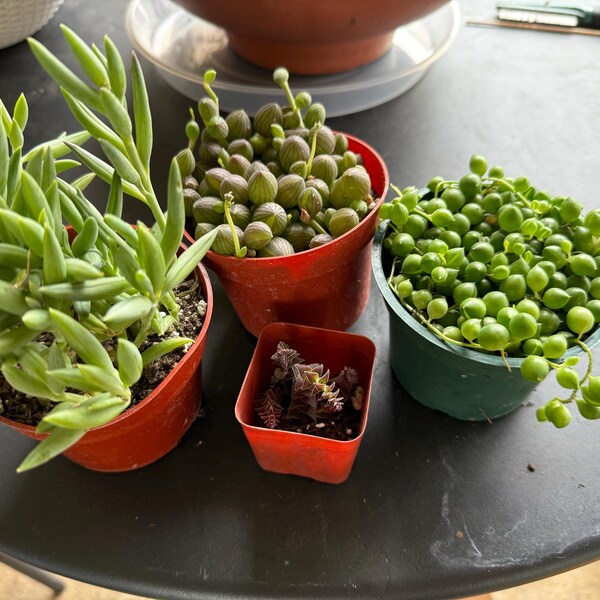 String of Fishhooks | 4 Inch | Live Succulent Hanging Plant | Indoor ...