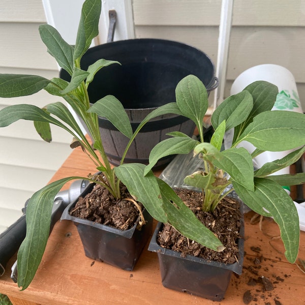 Cantaloupe Supreme Coneflower/ Echinacea in 3.5 Inch Pots (one Plant ...