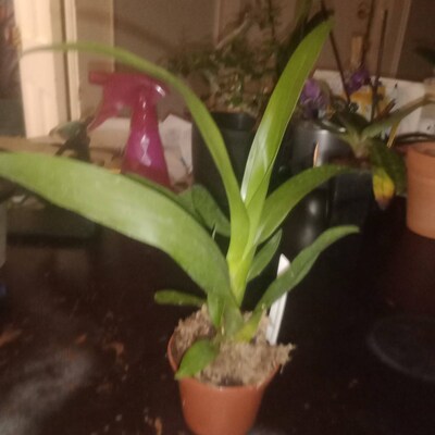 Oncostele Wildcat 'bobcat' Oncidium Type Orchid Plant, Shipped in 2.5 ...