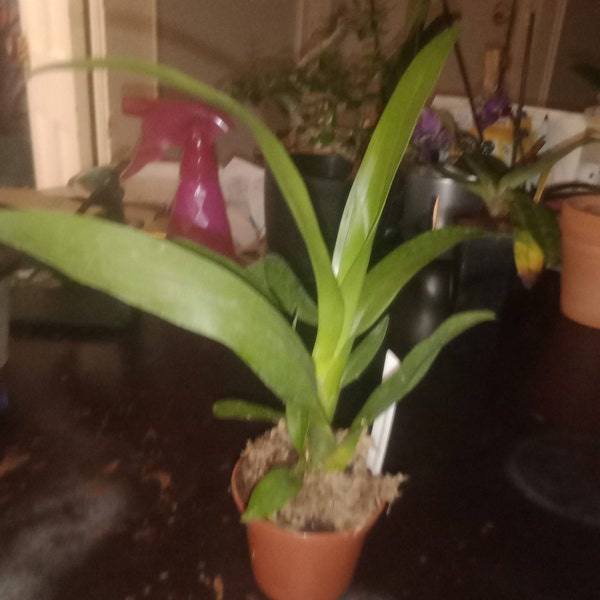 Oncostele Wildcat 'bobcat' Oncidium Type Orchid Plant, Shipped in 2.5 ...