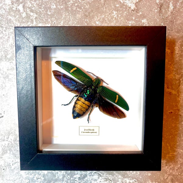 Skull. Chinese Water Deer. Skull. Real Skull. Bones. Insectsofbeauty ...