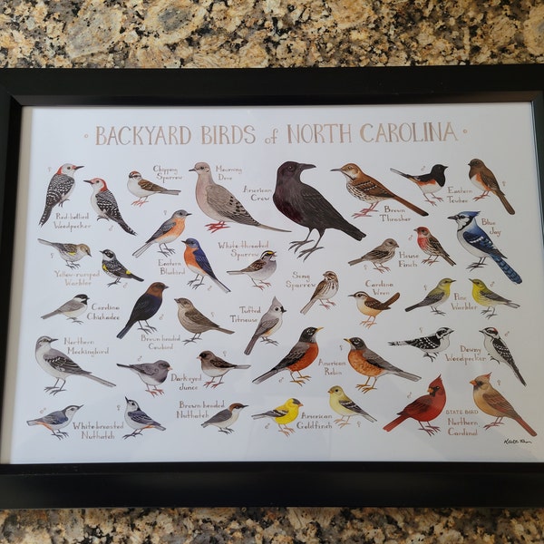 North Carolina Backyard Birds Field Guide Art Print / Watercolor ...