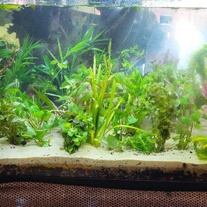 25 Aquarium Plants Aquatic Tropical Fish Tank Live Plants - Etsy