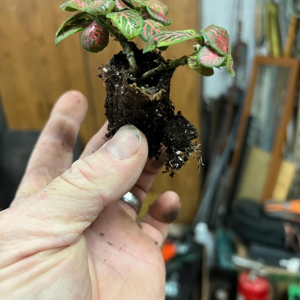 Alocasia Pink Princess Starter Plant (ALL STARTER PLANTS Require You to ...