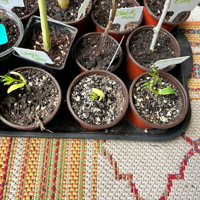 Netleaf Leather Flower Clematis Reticulata 20 Seeds - Etsy