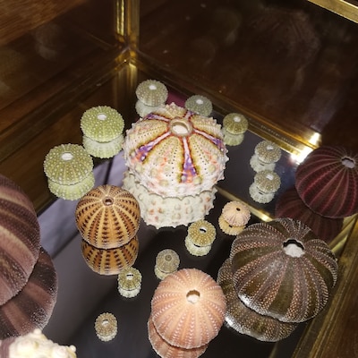 150 Small Oval and Round Mediterranean Sea Stones for Pebble Art Ultra ...