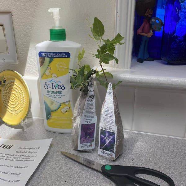 CLEMATIS 'EDDA'. Plant. Perennial. - Etsy