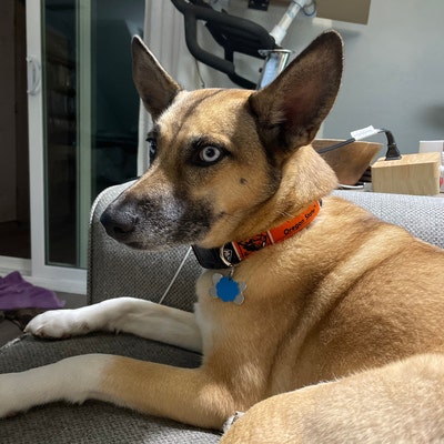 Oregon State Beavers Dog Collar, Oregon State Beavers Martingale Dog ...