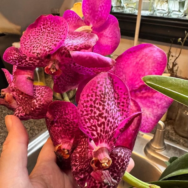 Vanda Orchids With Hanging Pot XL Size - Etsy
