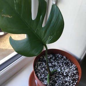 Variegated Monstera Wet Stick this Wet Stick Selected | Etsy UK