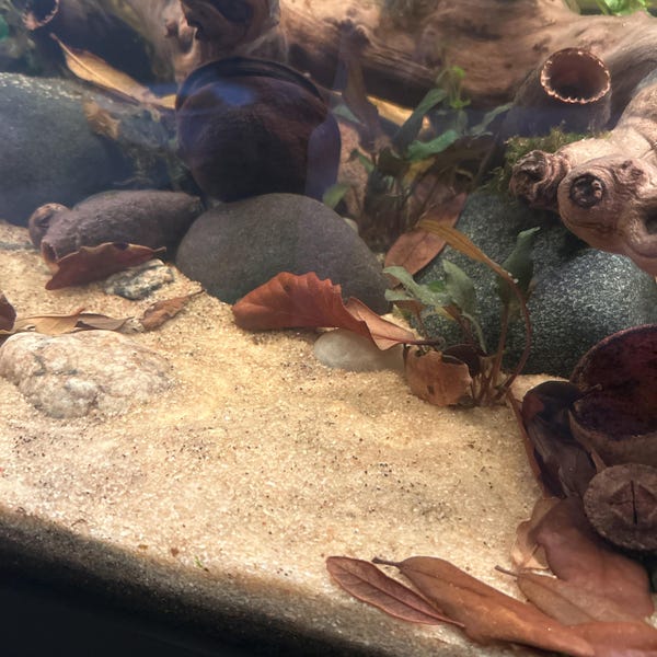 Lotus Head Pod Isopods Vivarium Bioactive Terrarium Isopod - Etsy