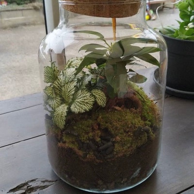 Plant Terrarium Kit Palm 3 Terrarium Plants Closed - Etsy