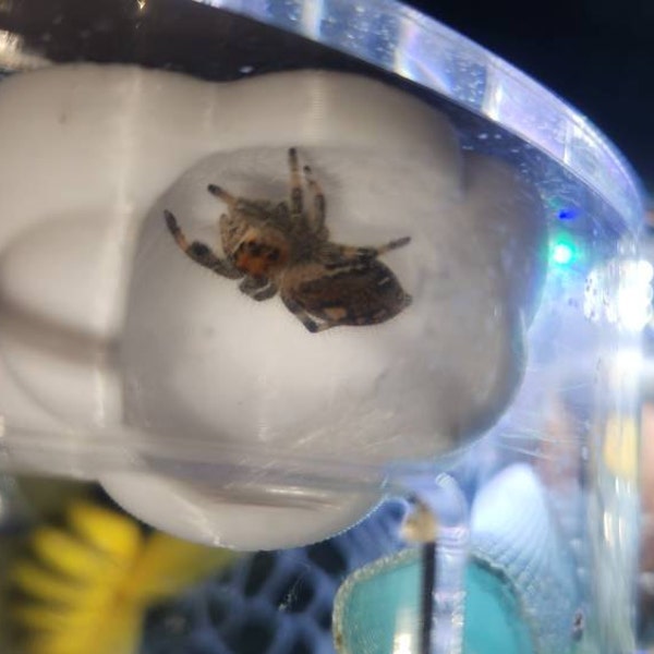 3D Printed Magnetic Corner Honeycomb Jumping Spider Hide - Etsy