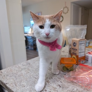 Little Red Riding Hood Cat Costume, Pet Costume, Cat Halloween Costume ...