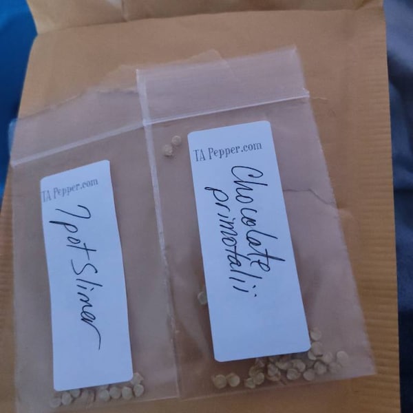 25+ Dundicut Pepper Seeds -isolated -padded Envelope Shipping, Tracking ...