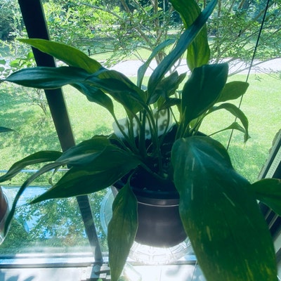 Zz Zenzi Plant zamioculcas Zamiifolia 4 Pot ALL PLANTS - Etsy