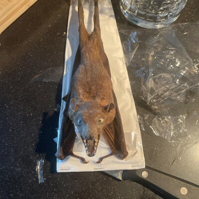 CYNOPTERUS SPHINX Hanging Real Bat Taxidermy Fast Ship - Etsy