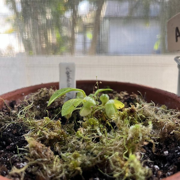 Ficus Thunbergii (oak Leaf Creeping Fig Aka Ficus Pumila Var ...